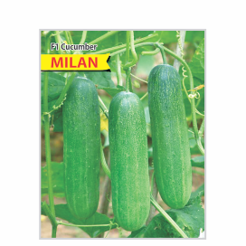 MILAN – Super Seeds